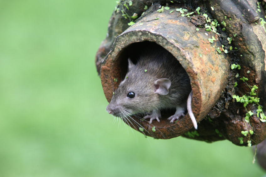 How to Prevent a Rat Infestation - DrainChecker